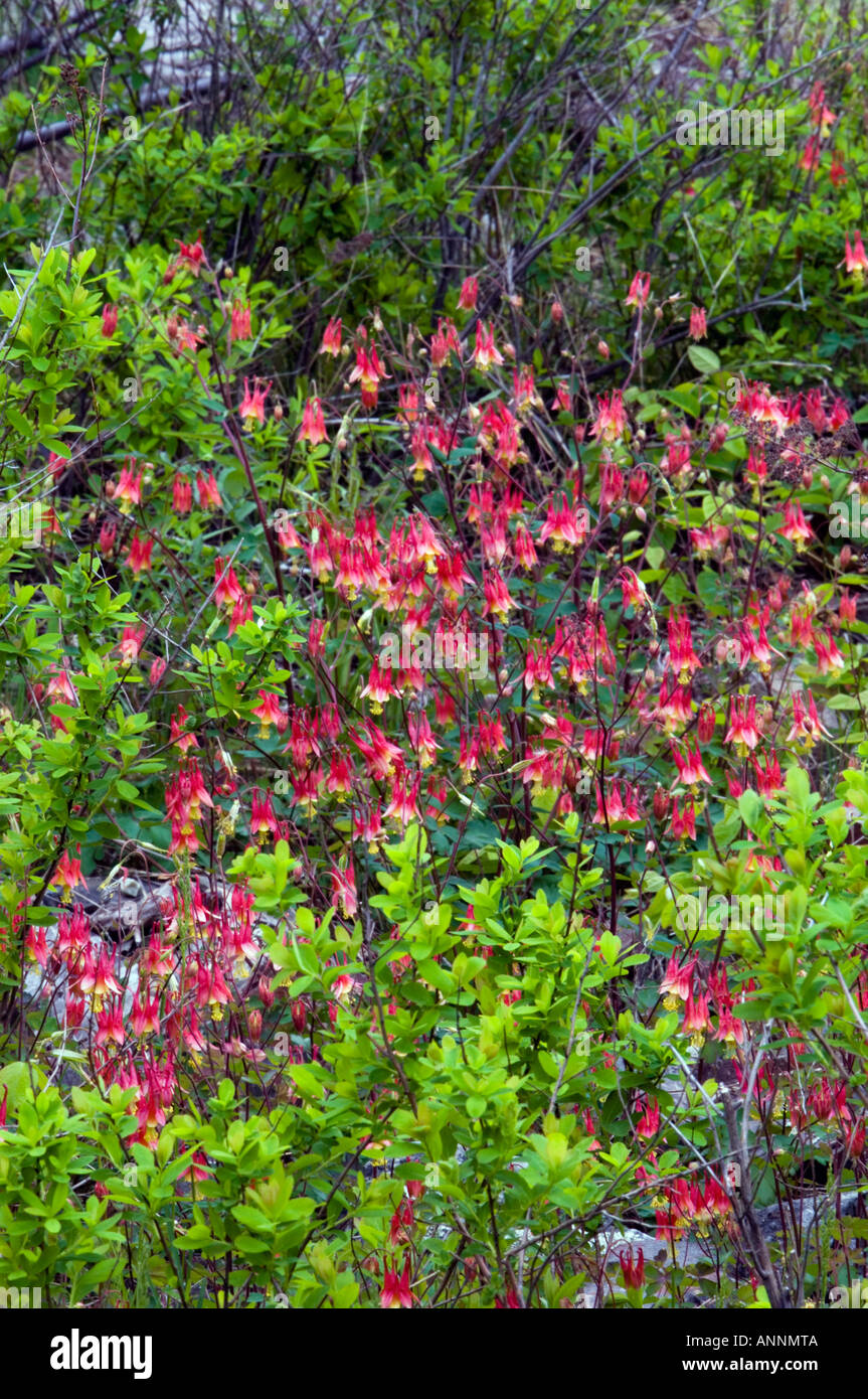 Red columbine (Aquilegia canadensis) Whitefish First Nation, Ontario ...