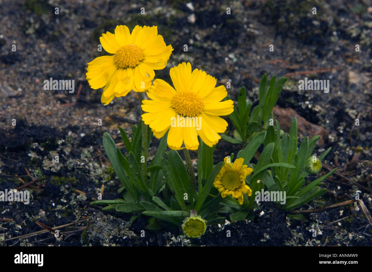 Lakeside daisy (Hymenoxis acaulis) In alvar habitat Misery Bay ...
