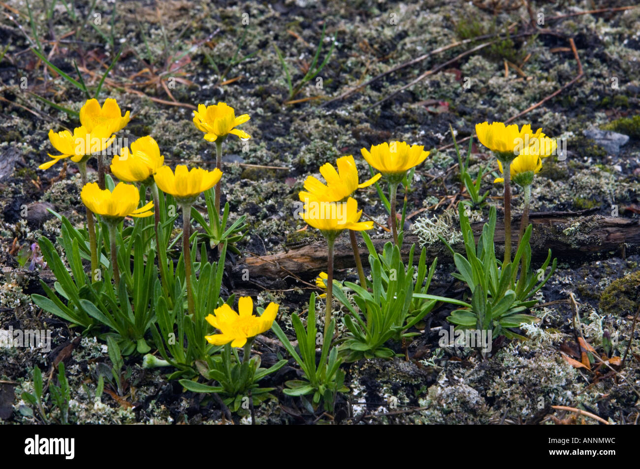 Lakeside daisy (Hymenoxis acaulis) In alvar habitat Burpee and Mills ...
