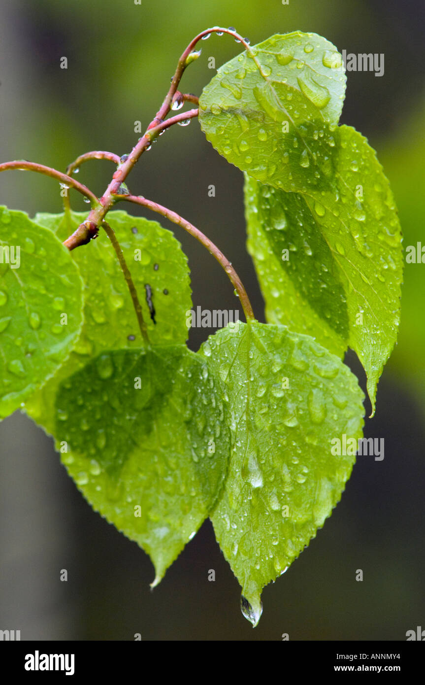 Trembling aspen (Populus tremuloides) New leaves with raindrops ...