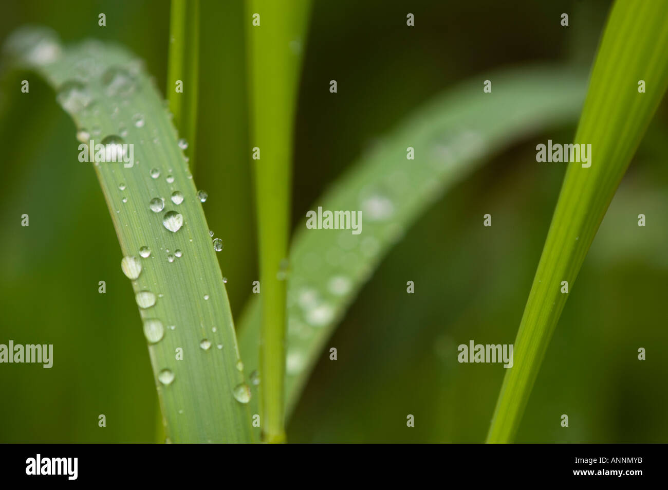 Canada blue joint grass (Calamagrostis canadensis) Raindrops on leaves ...