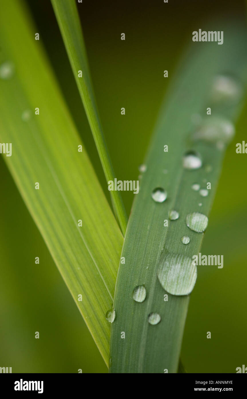 Canada Blue Joint High Resolution Stock Photography and Images - Alamy