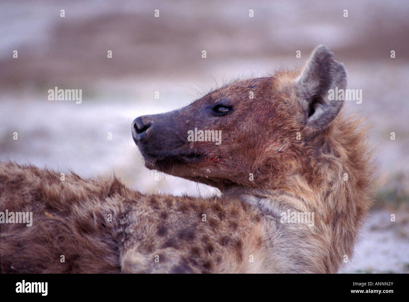 Adult Spotted Hyena resting outside it s den in the Amboseli National ...
