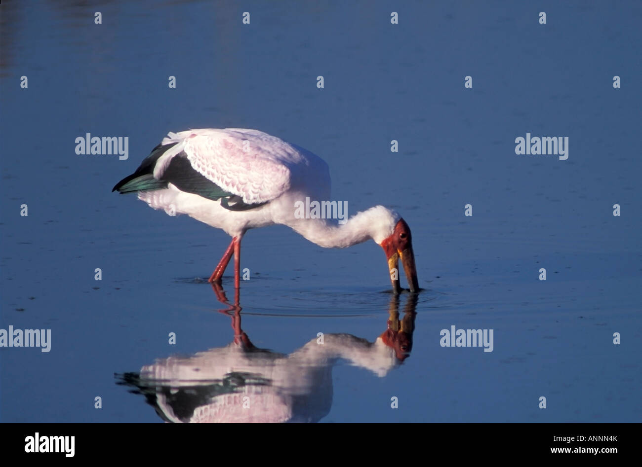 Yellow-billed Stork fishing in a small dam in Nairobi National Park ...