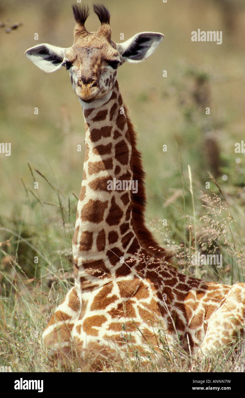 Very young baby Masai Giraffe resting in tall grass in Nairobi National ...