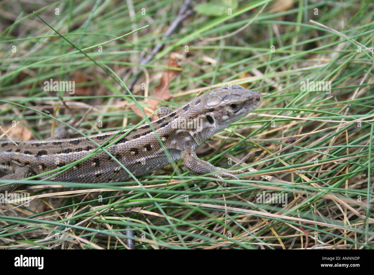Beautiful Nature scene, Lizard on the grass Stock Photo - Alamy