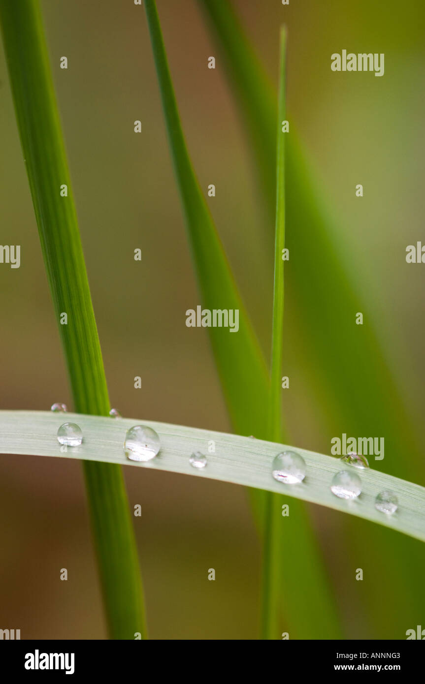 Canada blue joint grass (Calamagrostis canadensis) Raindrops on leaves ...