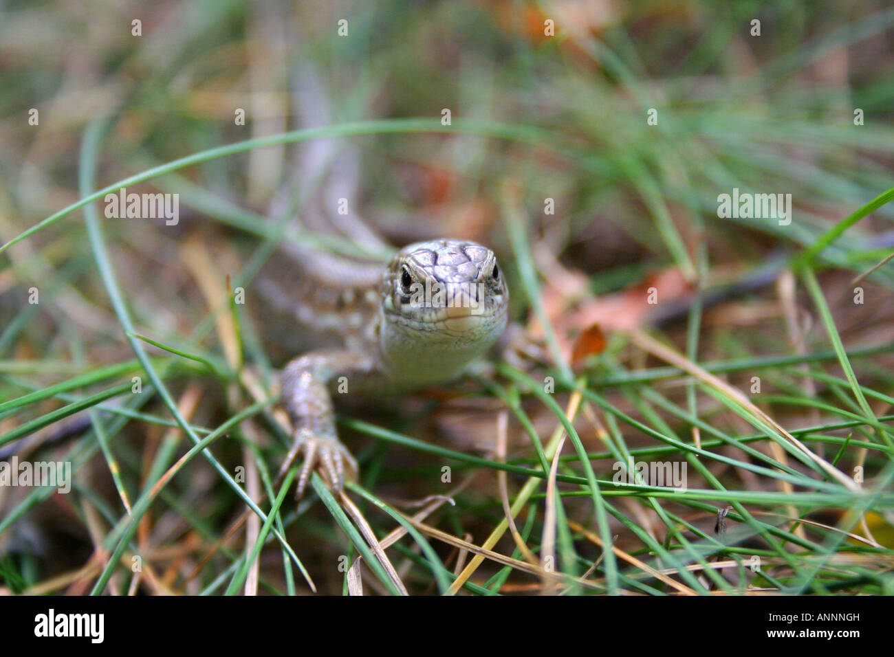 Striped grass lizard hi-res stock photography and images - Alamy