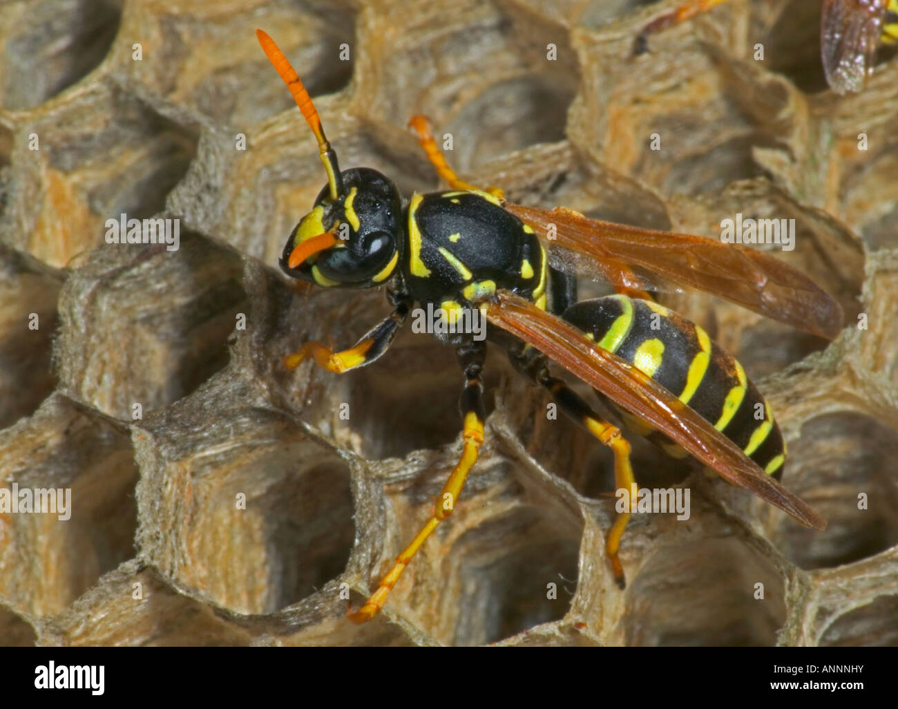 European Paper Wasps (Polistes dominulus) New York - Female on nest ...