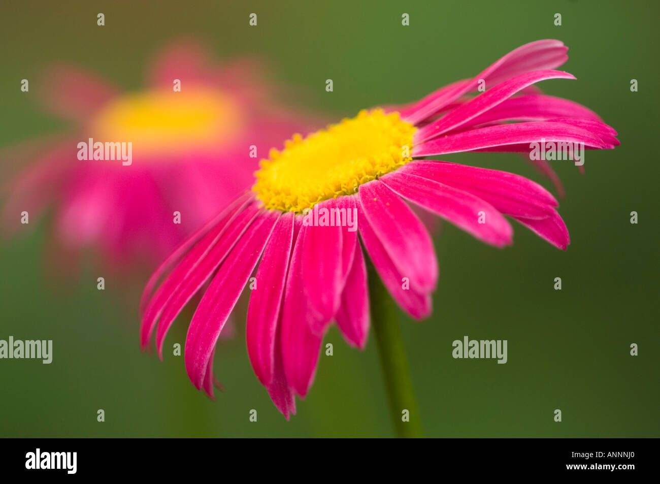 Painted Daisy High Resolution Stock Photography and Images - Alamy