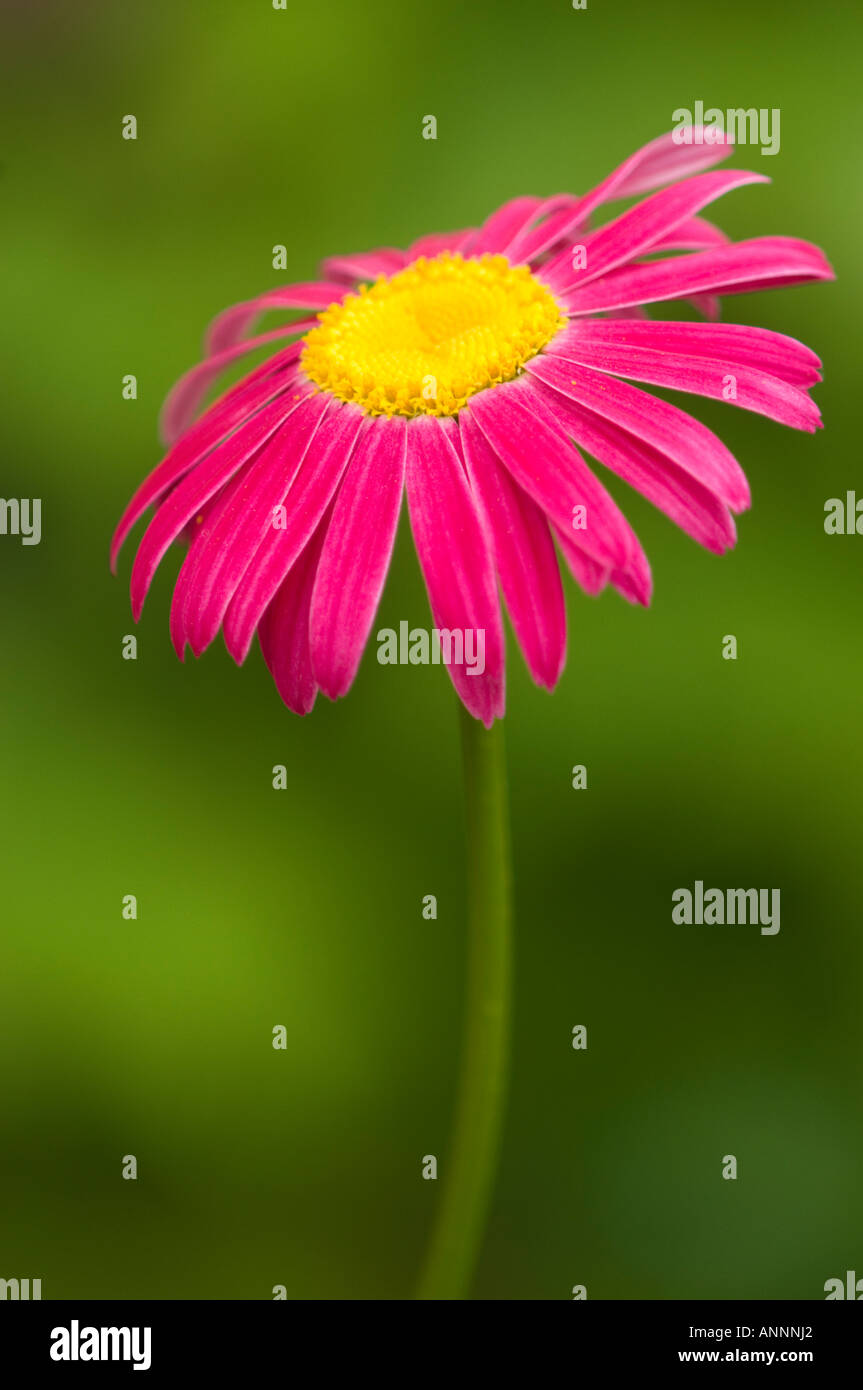 Painted Daisy High Resolution Stock Photography and Images - Alamy