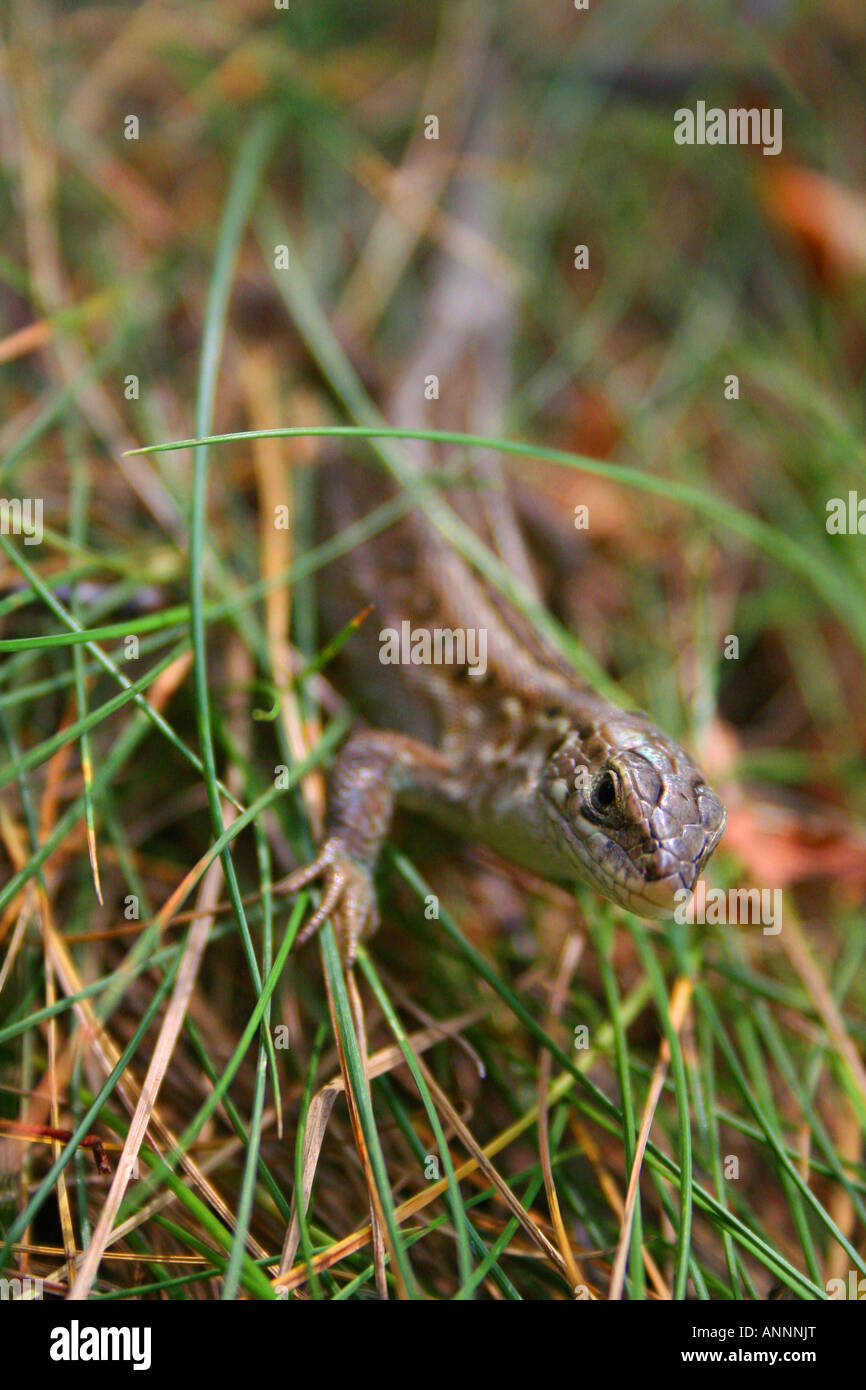 Beautiful Nature scene, Lizard on the grass Stock Photo - Alamy