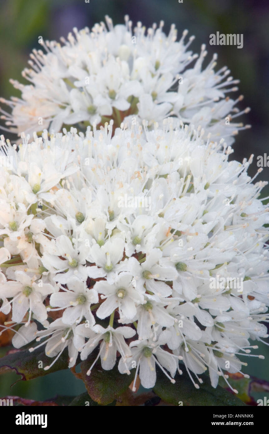 Labrador tea hi-res stock photography and images - Alamy