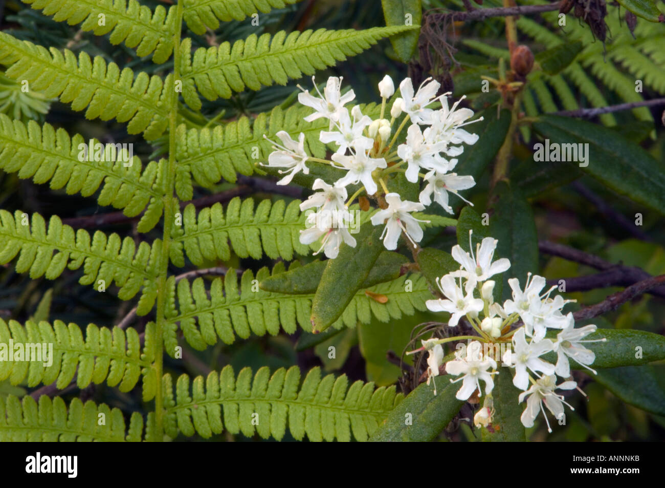 Labrador tea (Rhododendron groenlandicum) Flowers, Greater Sudbury ...
