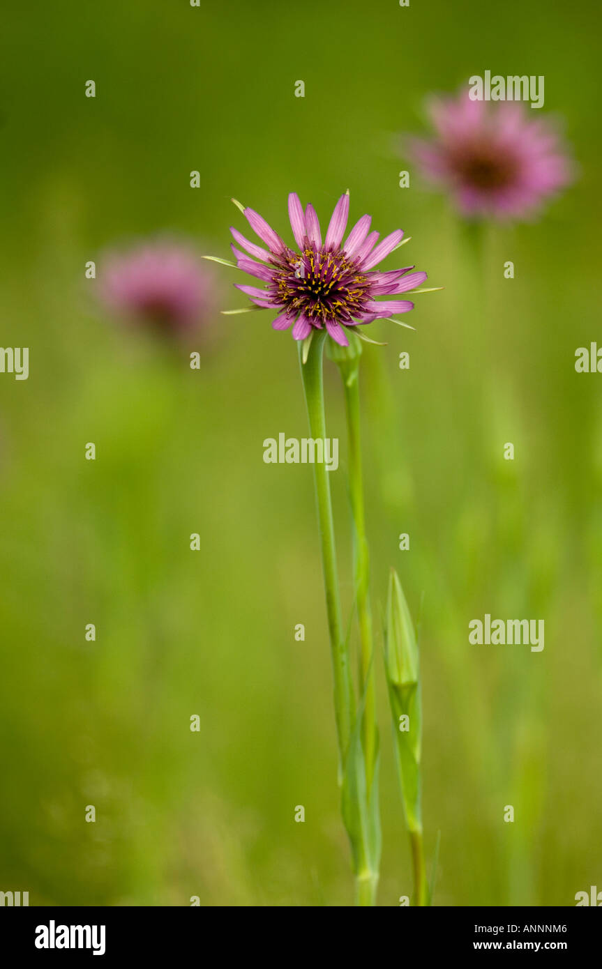 Yellow salsify goatsbeard oyster plant (Tragopogon dubius) Purple ...