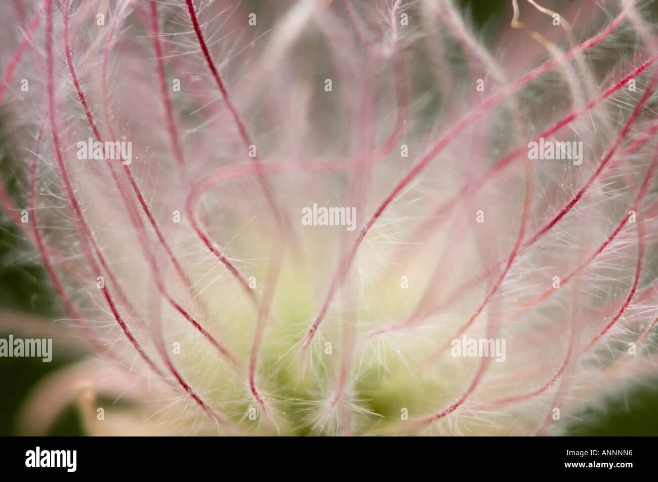 Prairie smoke seeds hi-res stock photography and images - Alamy
