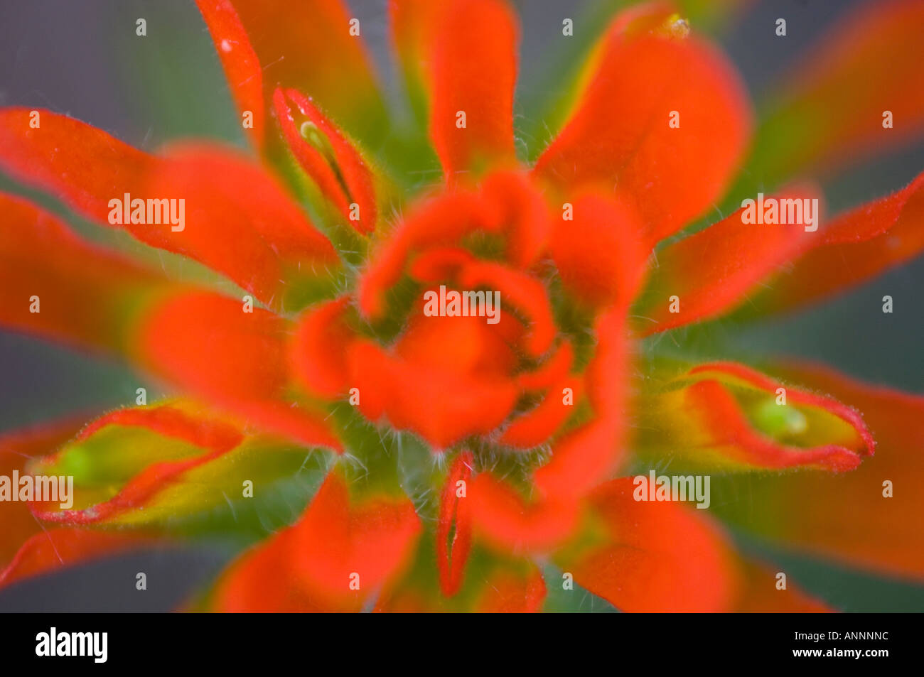 Indian paintbrush (Castilleja coccinea) Colourful bract detail South ...