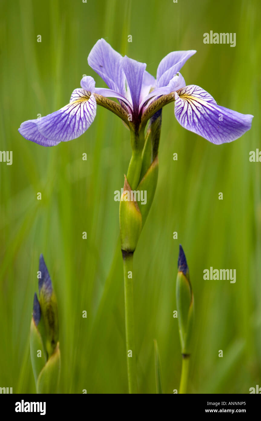 Iris life cycle hi-res stock photography and images - Alamy