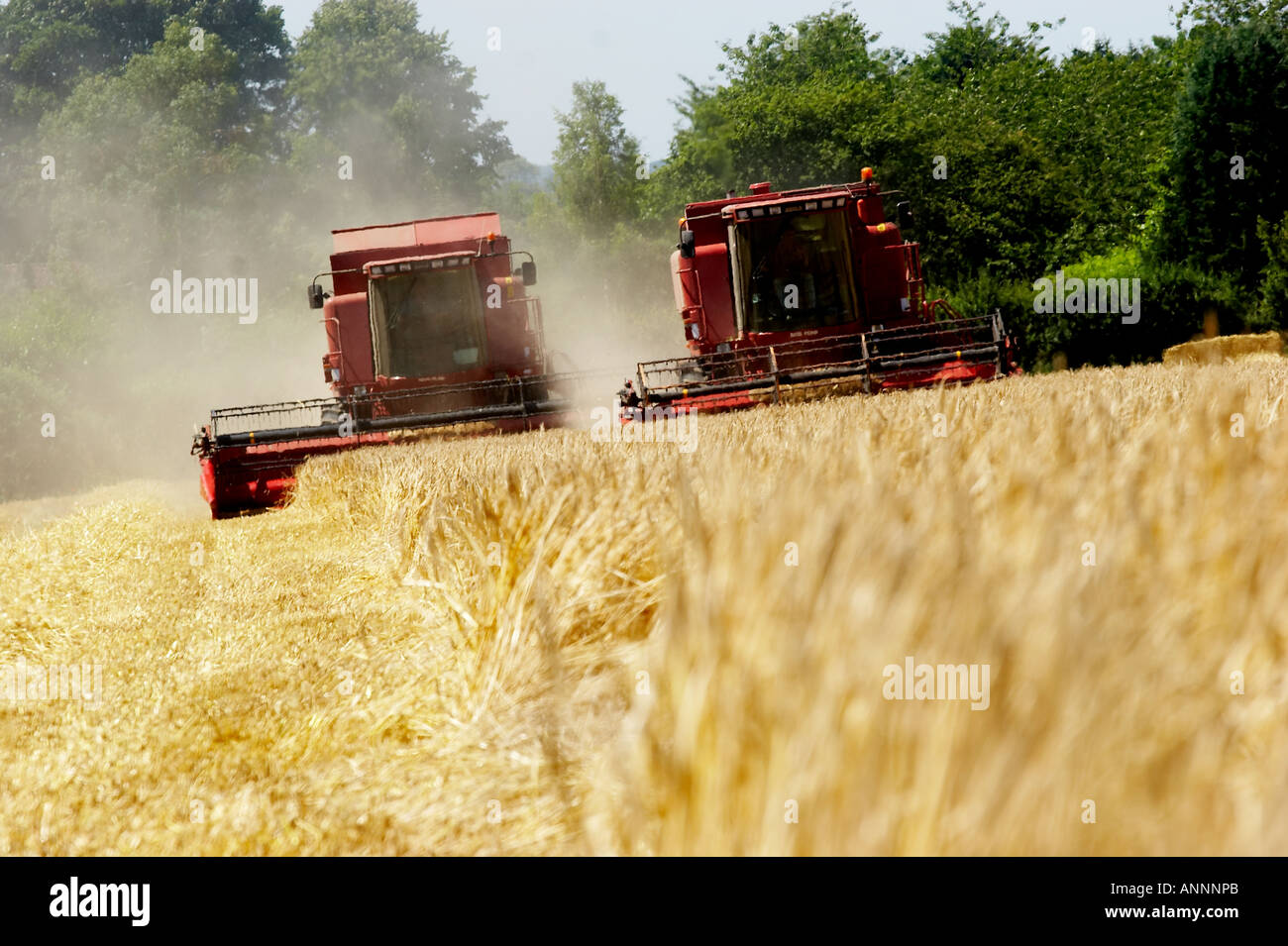 Two combines working together combining barley in the field Stock Photo ...
