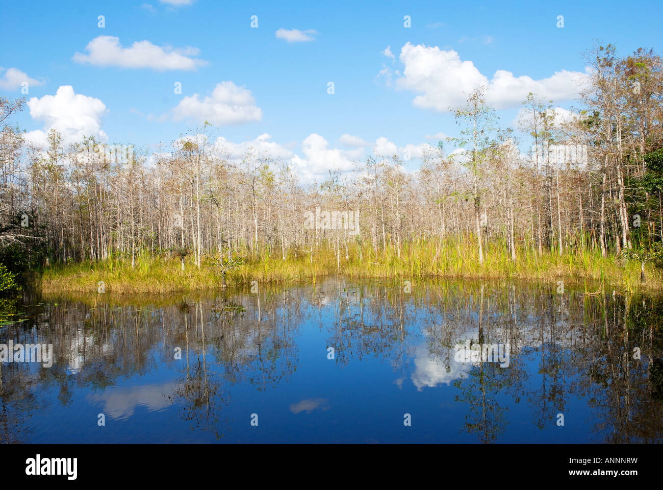 Florida Everglades Swamp Cypress Stock Photo - Alamy