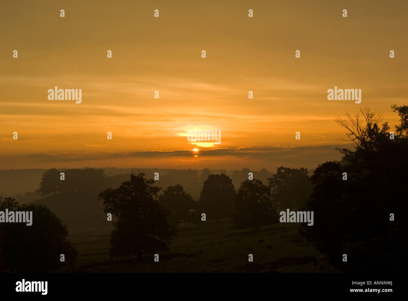 Morning mist forest hi-res stock photography and images - Alamy