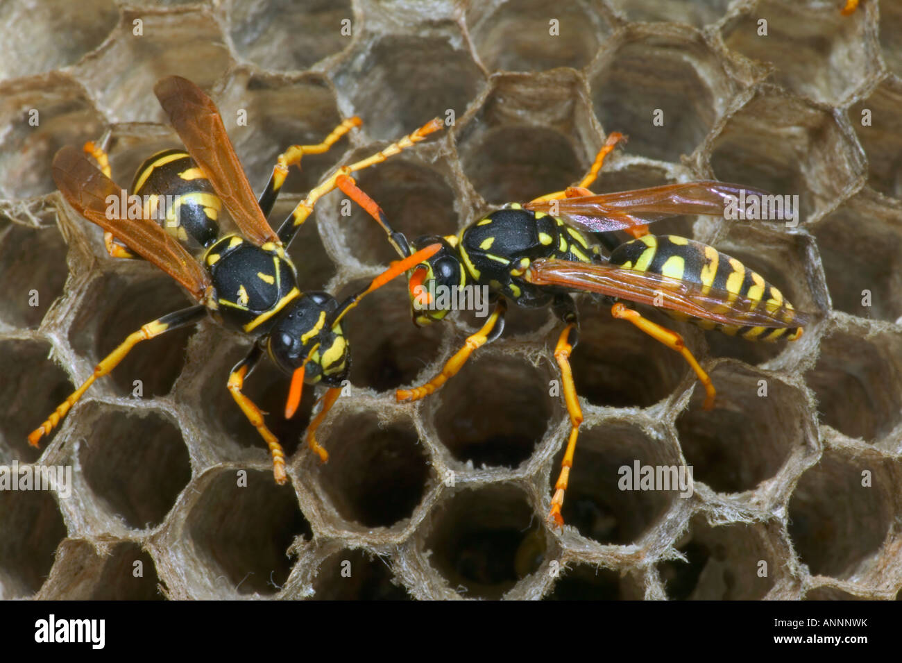 European Paper Wasps (Polistes dominulus) New York - Females on nest ...