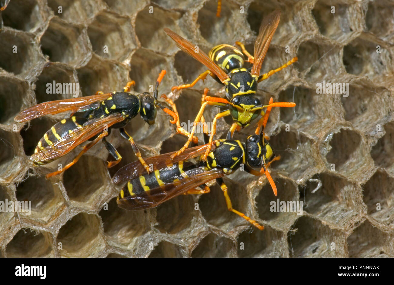 European Paper Wasps (Polistes dominulus) on comb - New York Stock ...