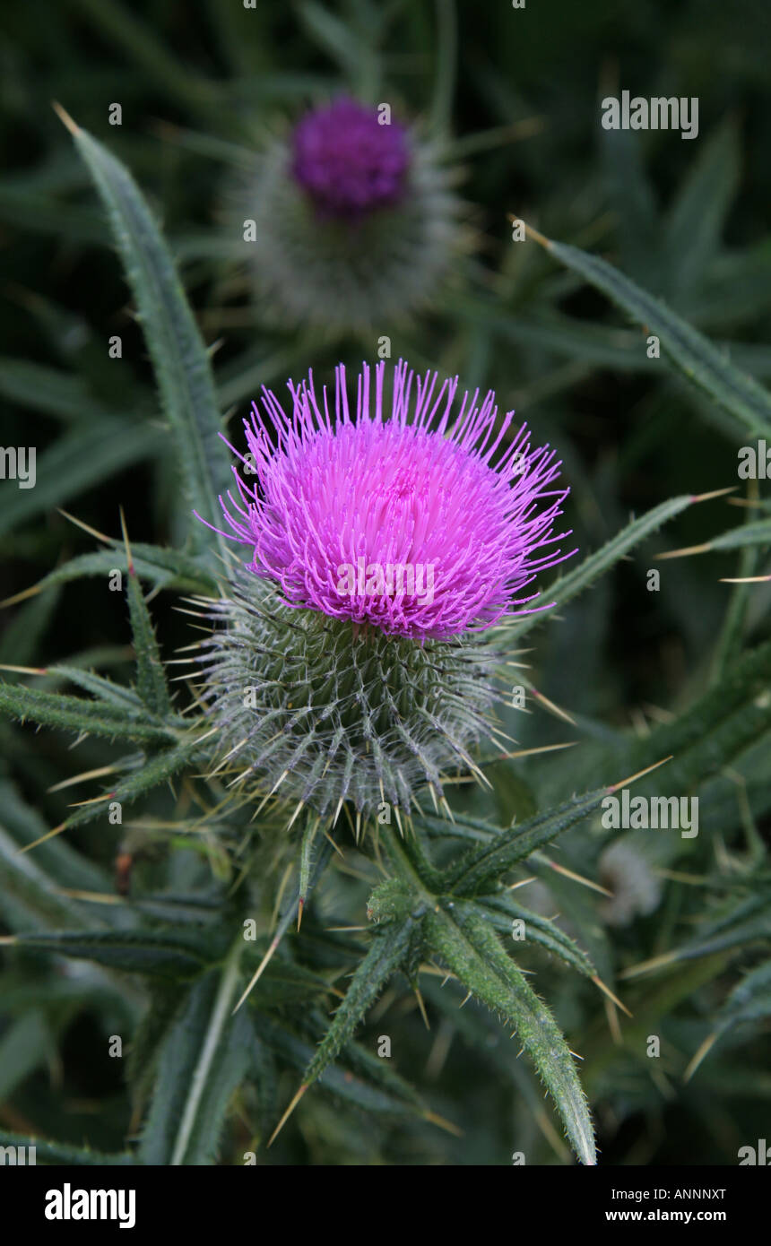Thistle in flower Stock Photo - Alamy