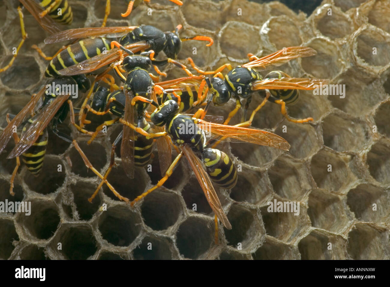 Carnivorous wasps hi-res stock photography and images - Alamy