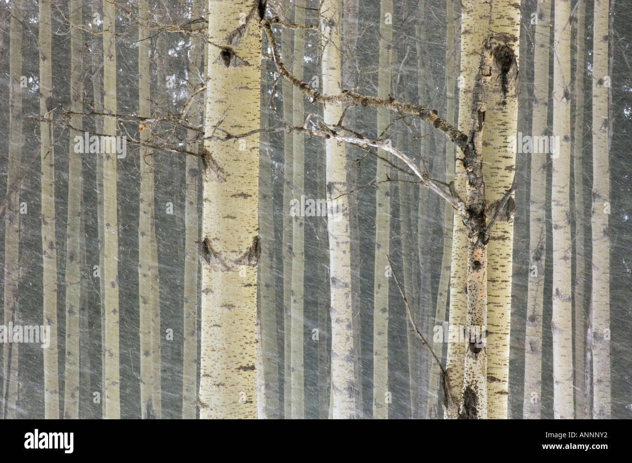 Trembling winter close hi-res stock photography and images - Alamy