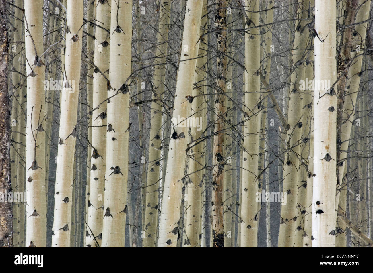 Trembling aspen (Populus tremuloides) tree trunks in snow storm Banff ...