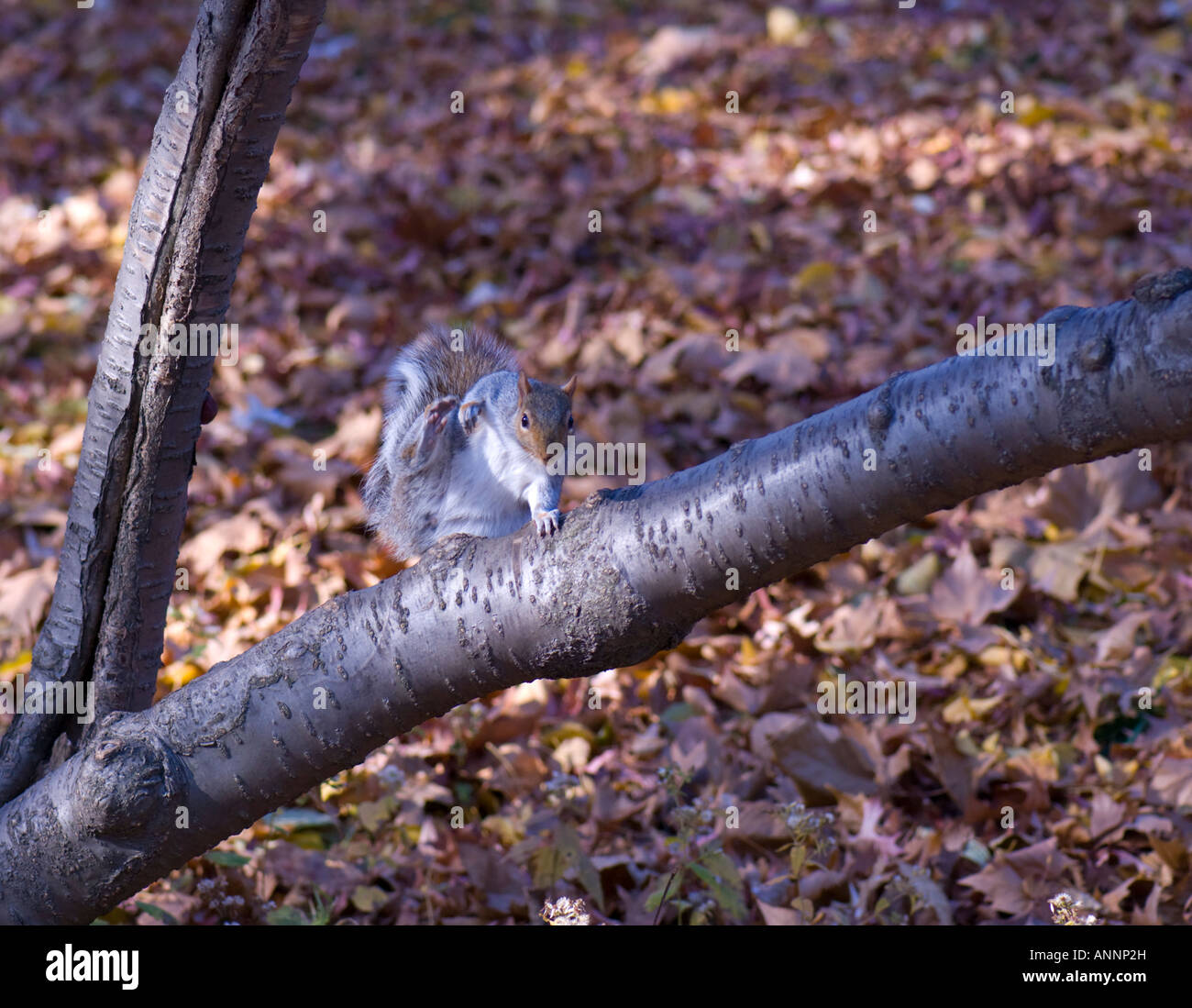 Squirrel cleaning itself on branch Stock Photo - Alamy