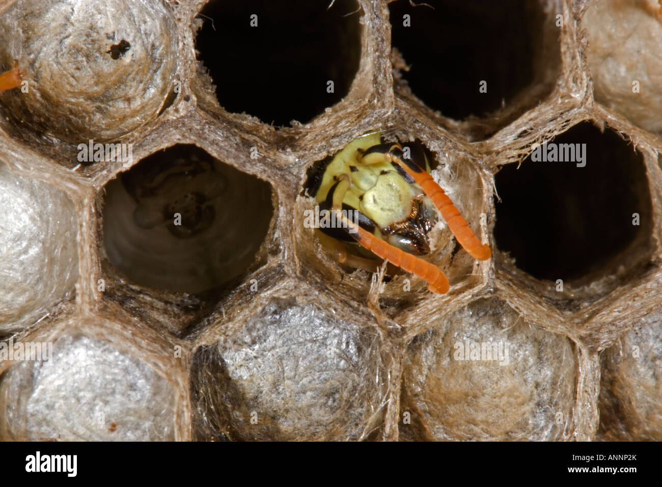 European Paper Wasps (Polistes dominulus) New York - Male emerging as ...