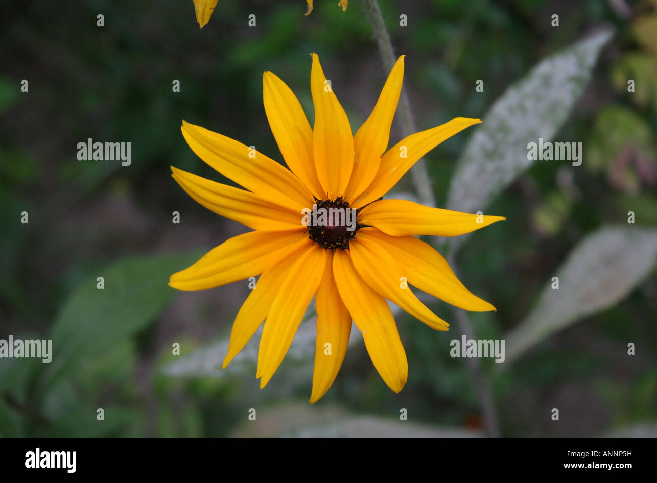 Yellow sun flower Stock Photo - Alamy