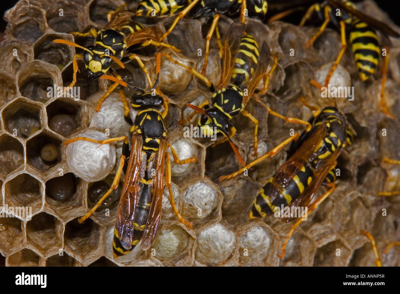 European Paper Wasps (Polistes dominulus) females attending larvae ...