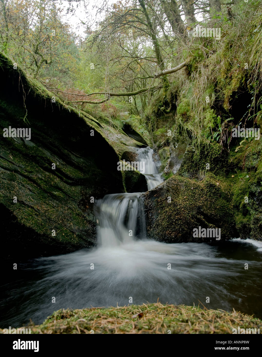 forest stream seen welsh valley river Stock Photo - Alamy