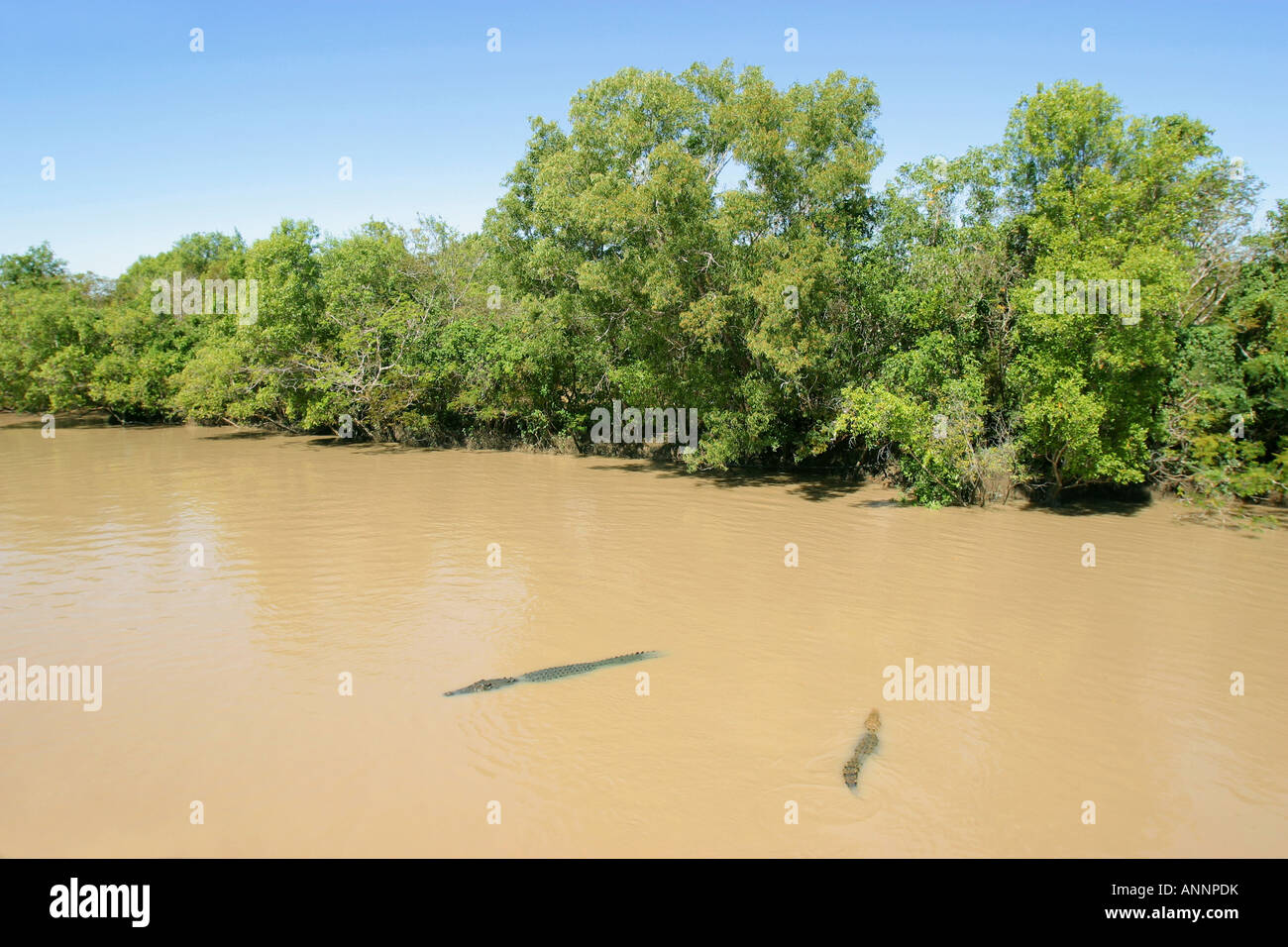 Jumping crocodile Adelaide River Northern Territory Australia Stock ...