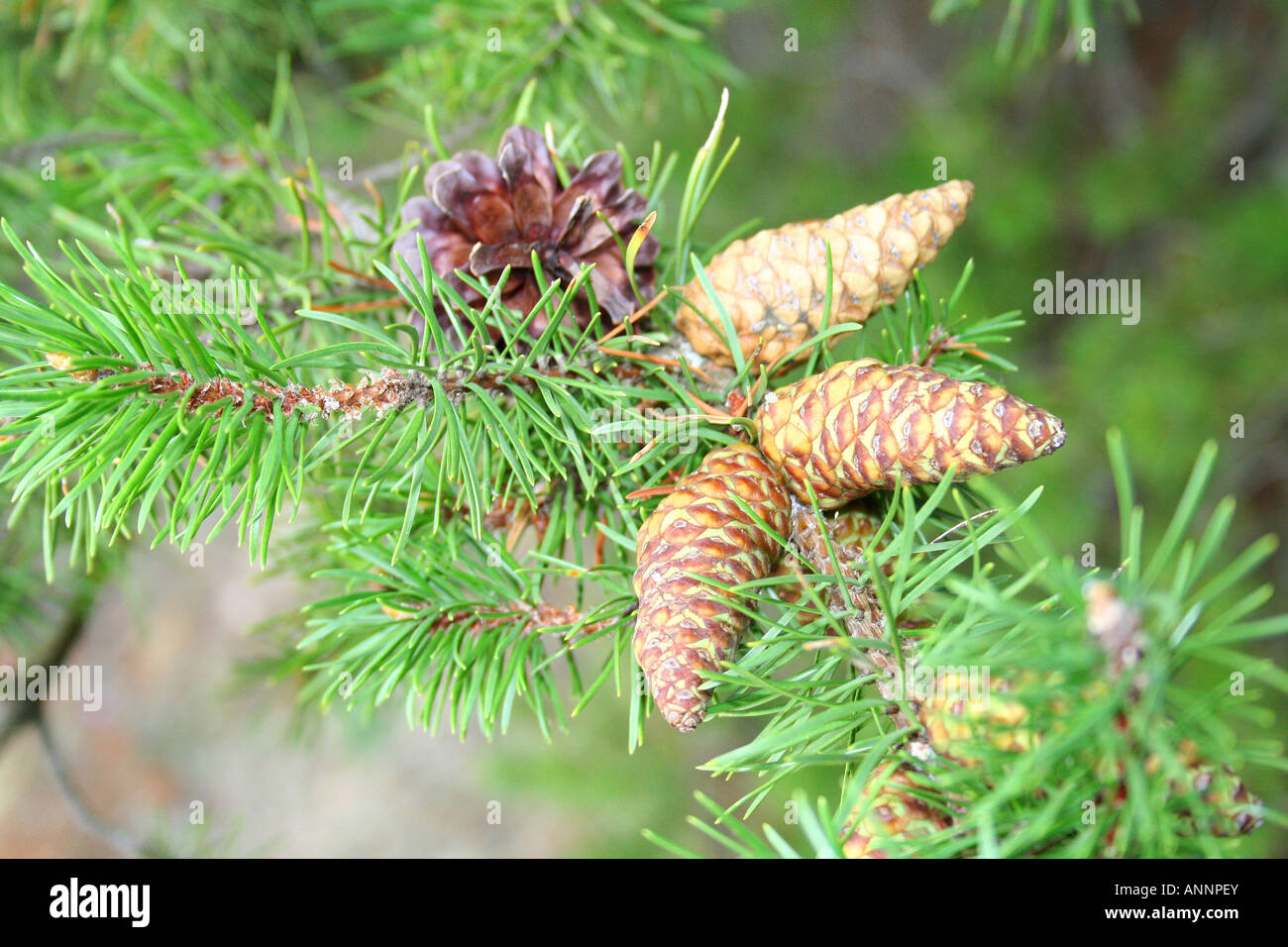 Conifer branch with the old and young cones Stock Photo - Alamy