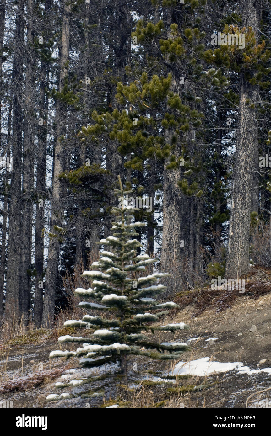 Light snow on spruce tree Kananaskis Country- Barrier Dam, Alberta ...