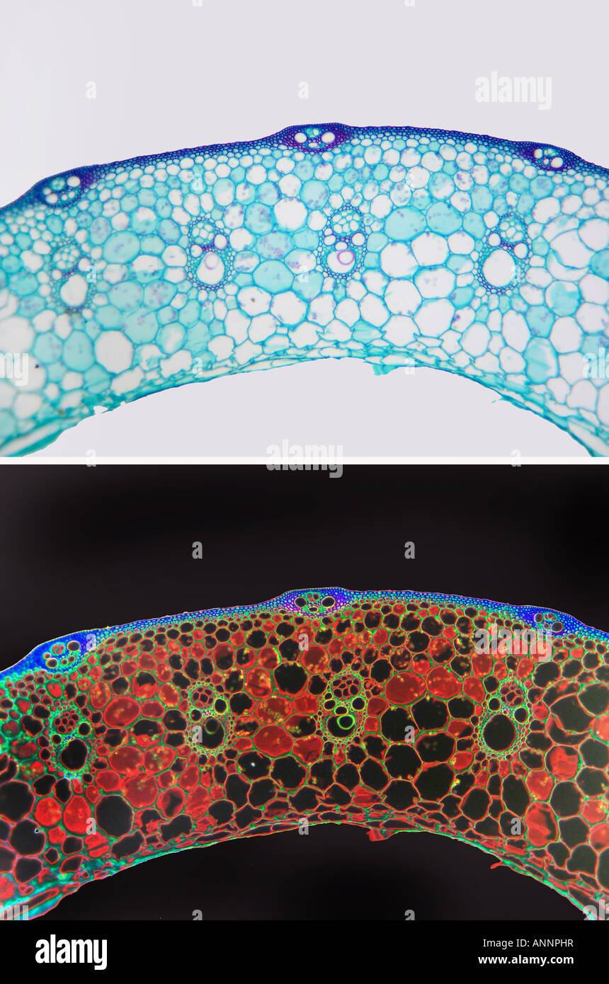 Cross section plant stem phloem xylem hi-res stock photography and ...