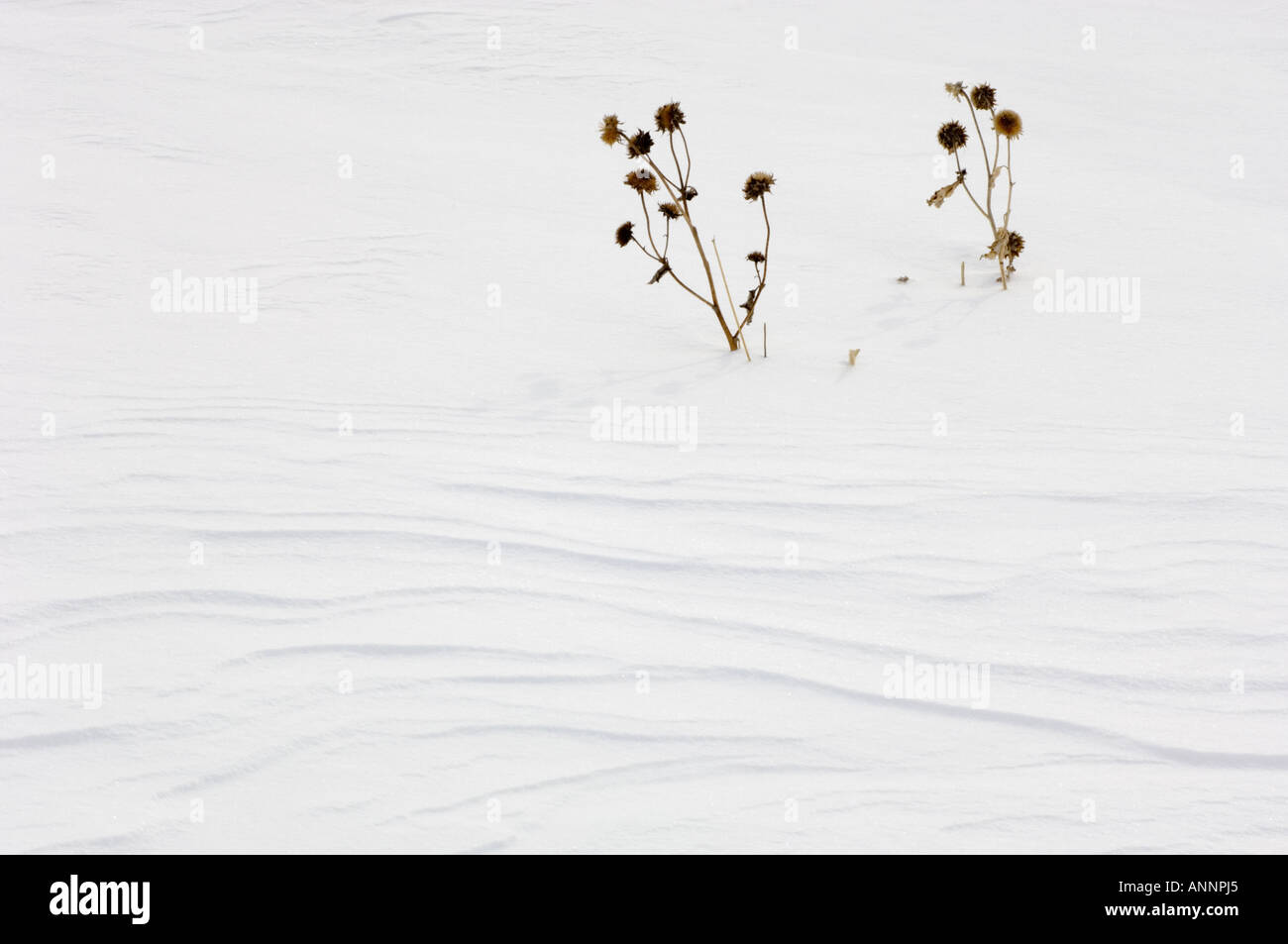 Swift current saskatchewan hi-res stock photography and images - Alamy