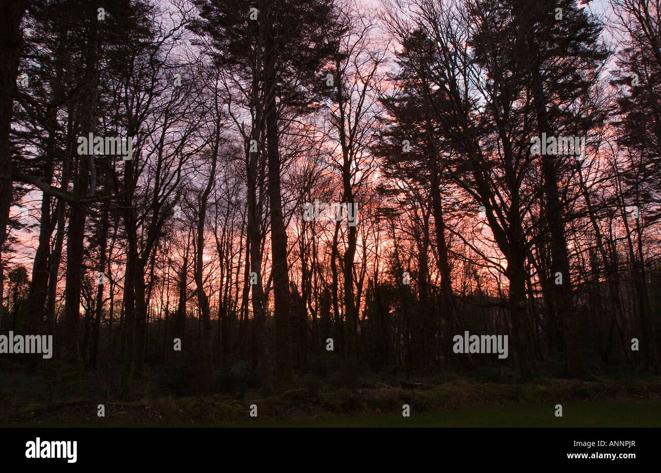 Dawn Sky through the trees in Kerry, Ireland Stock Photo - Alamy