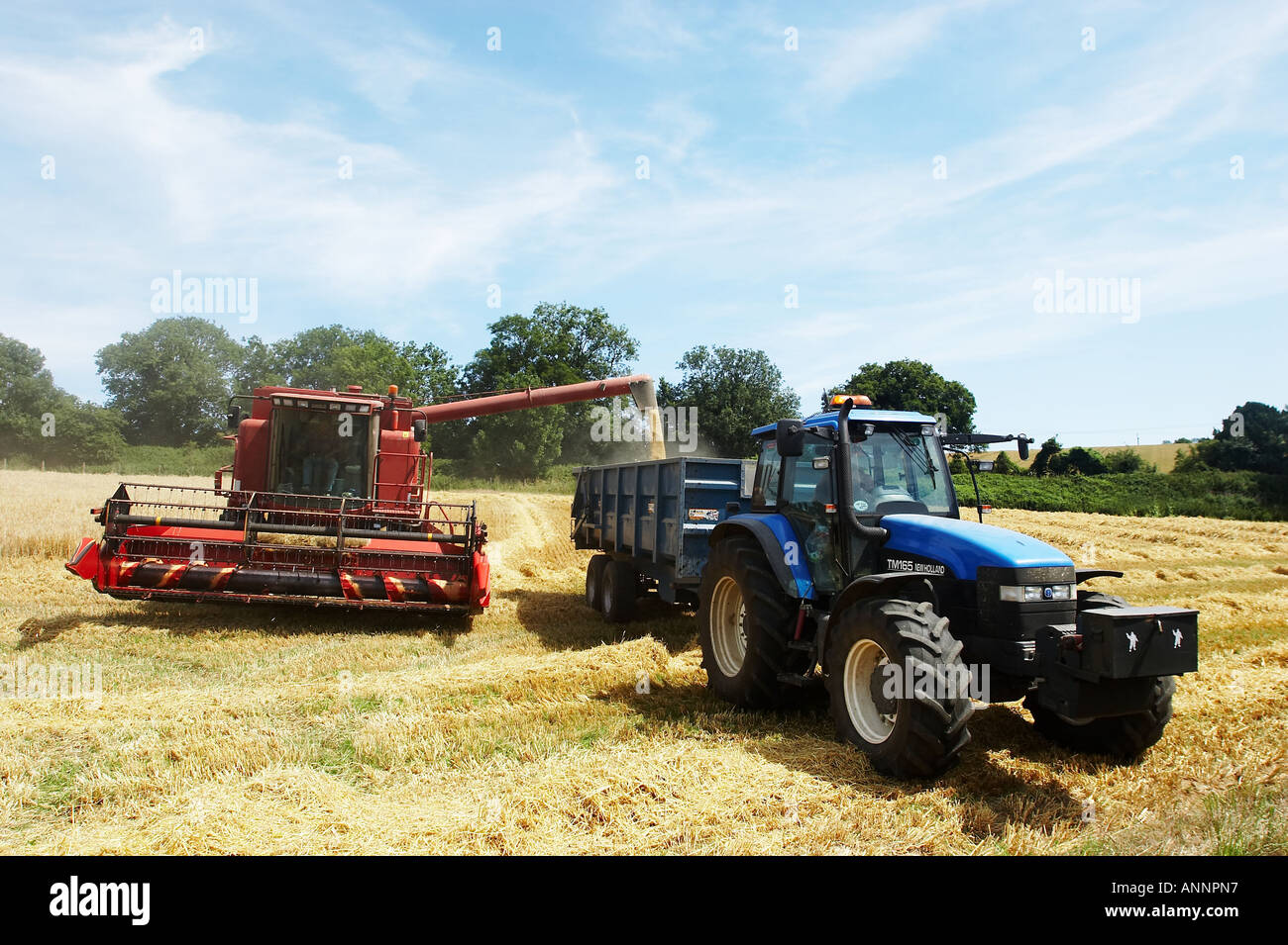 Barley being loaded into a hopper from a combine harvester Stock Photo ...