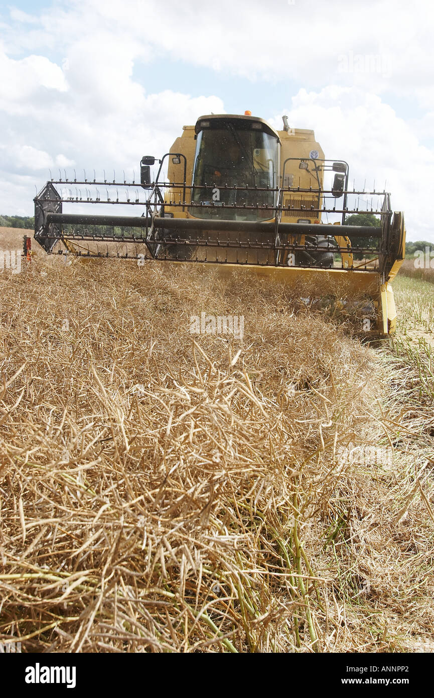 The rape crop being harvested at New House farm Tandridge surrey Stock ...