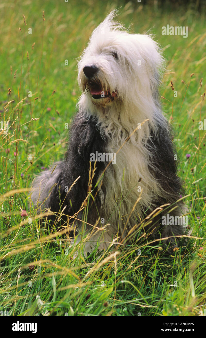 Bobtails hi-res stock photography and images - Alamy