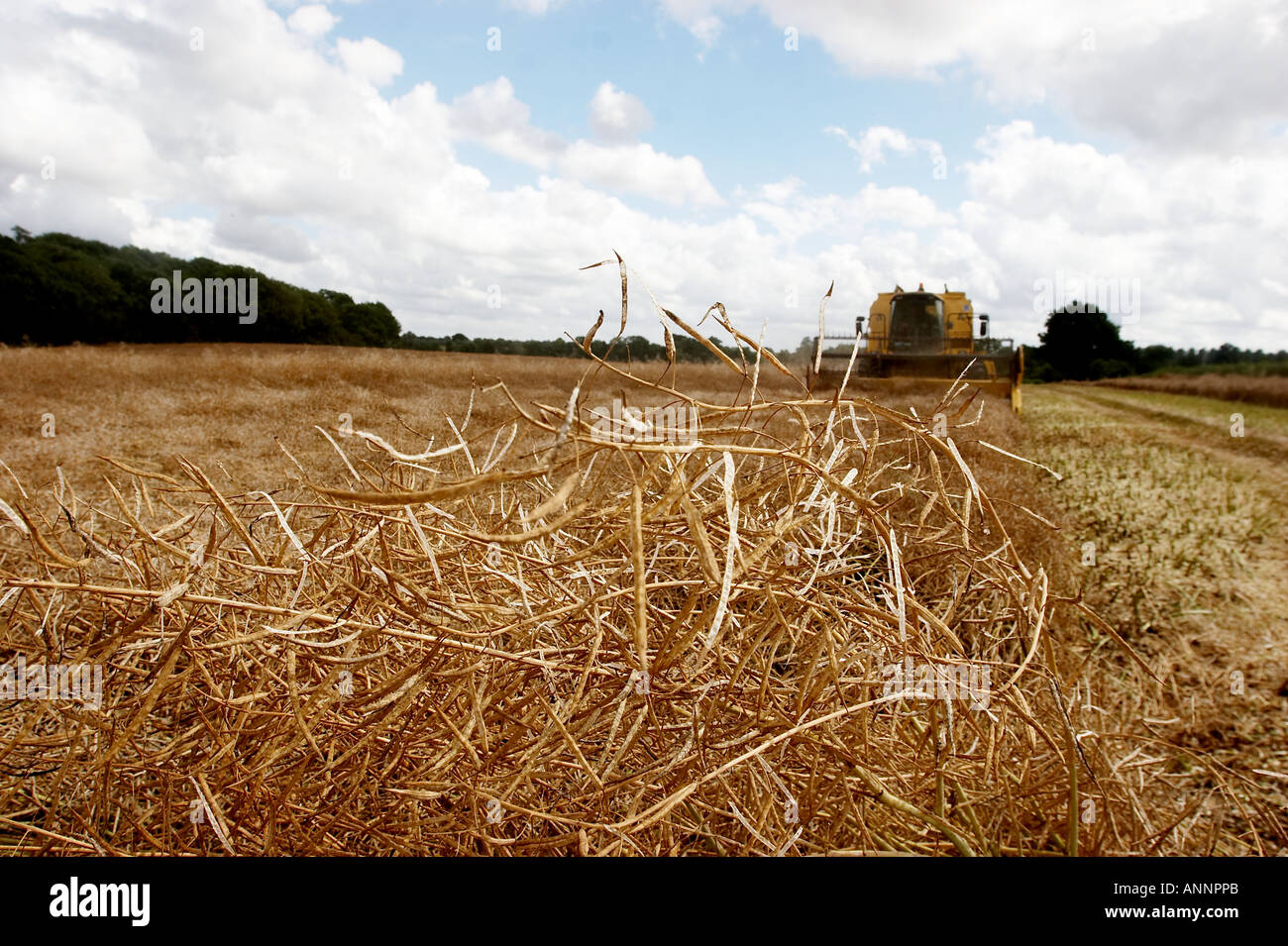 The rape crop being harvested at New House farm Tandridge surrey Stock ...