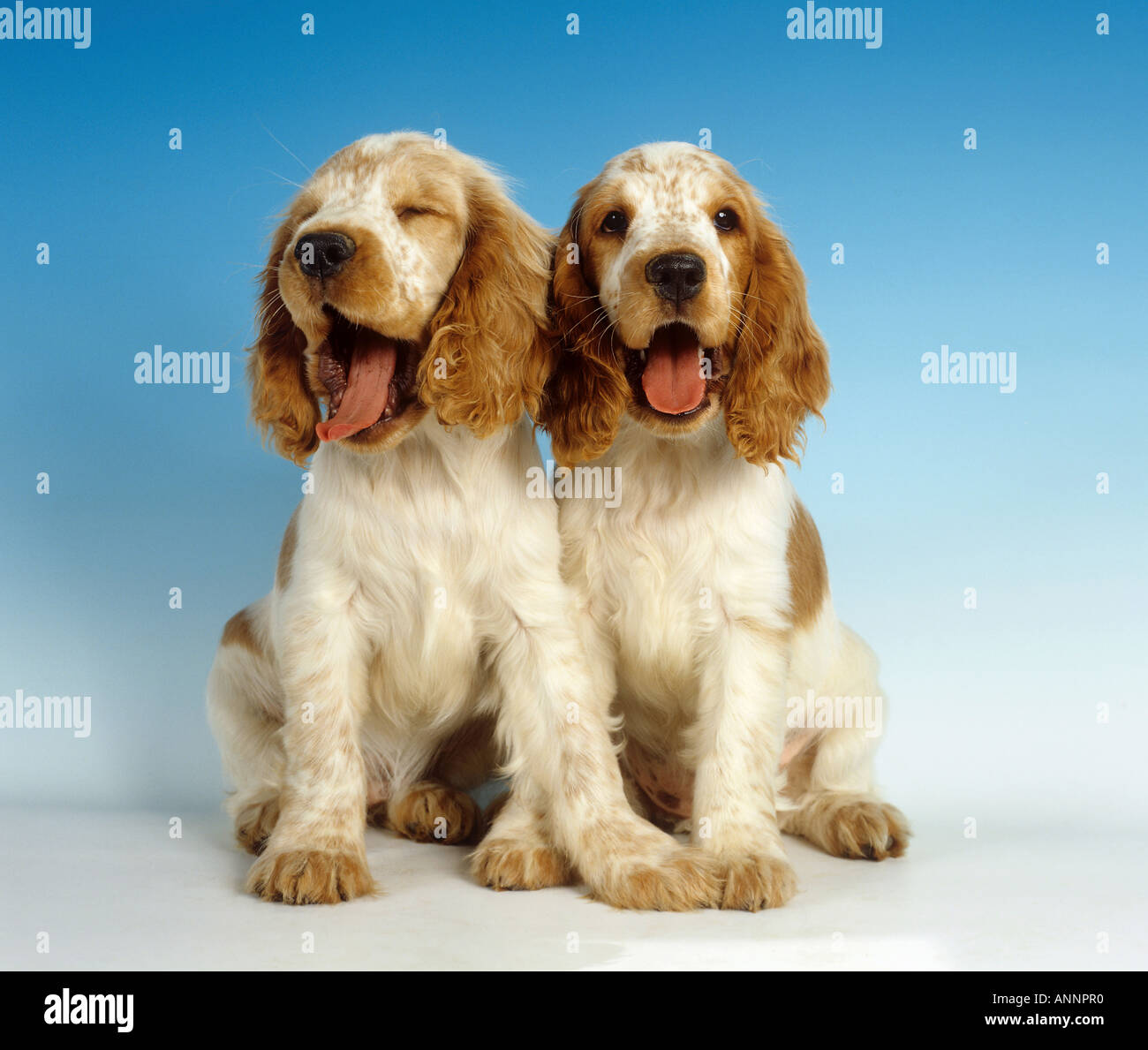 Cocker spaniel puppies hi-res stock photography and images - Alamy