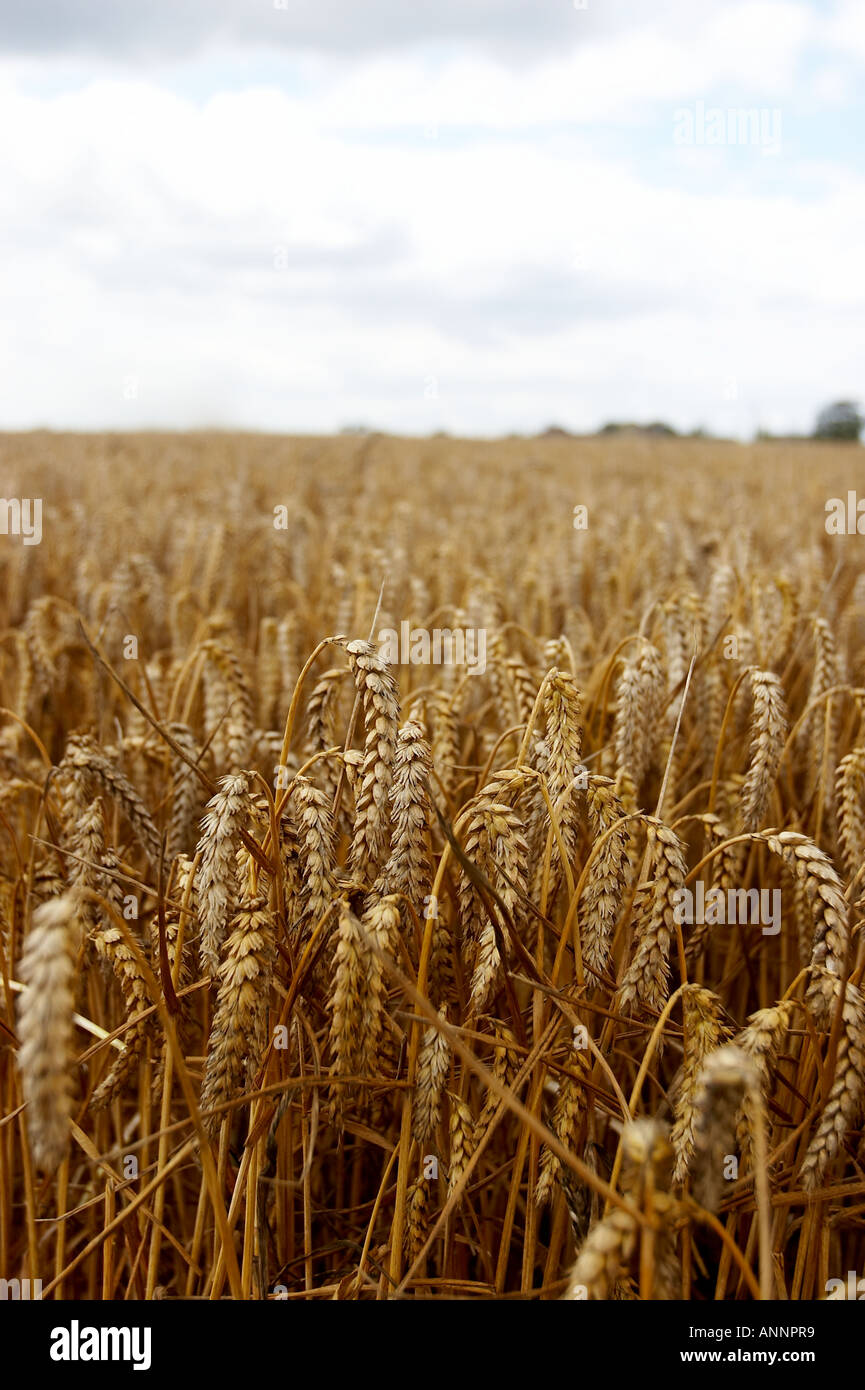 Wheat in field on a 200 acre farm in Bosham west sussex the wheat is ...