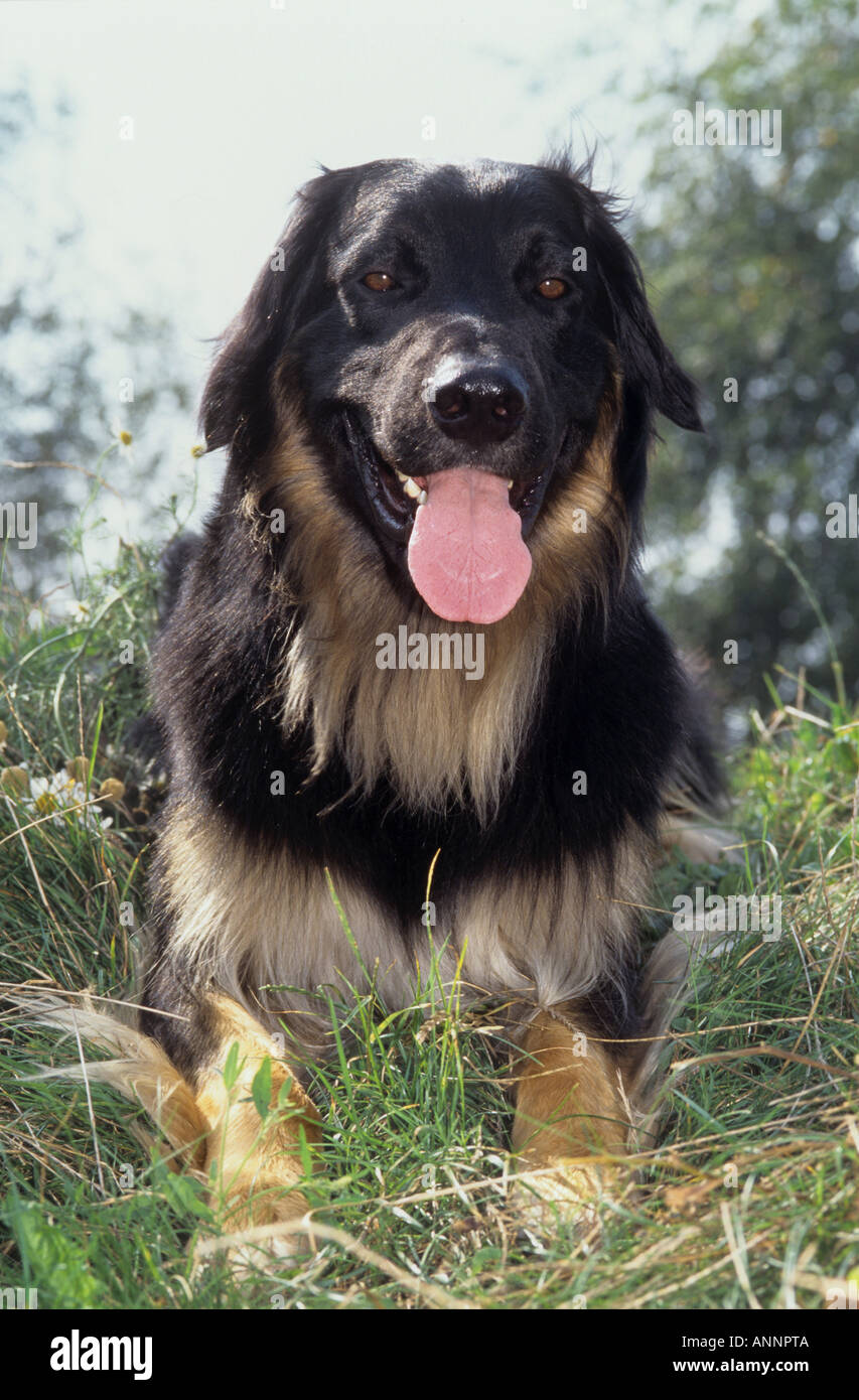 Are Hovawarts Good Guard Dogs
