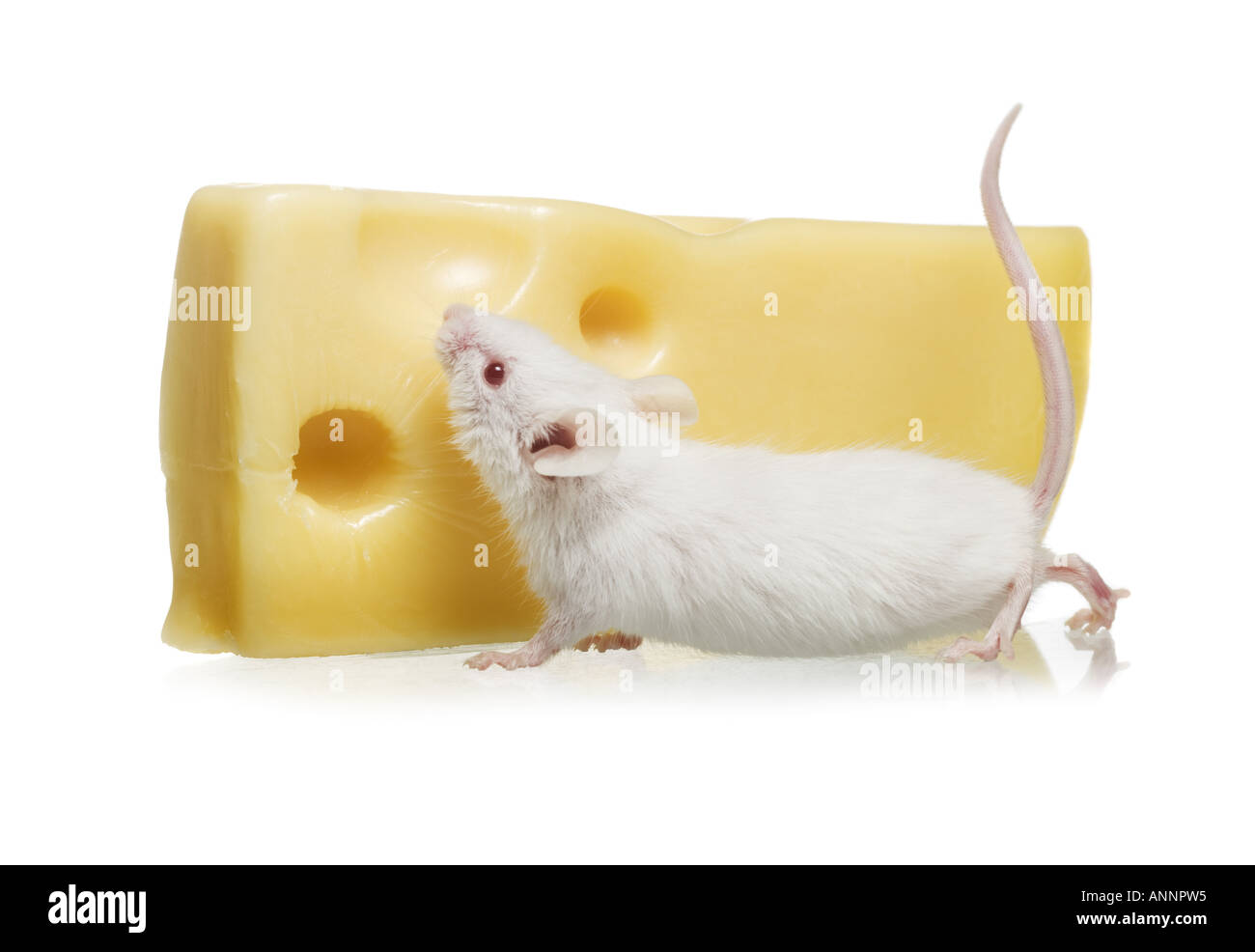 Rat eating cheese hi-res stock photography and images - Alamy